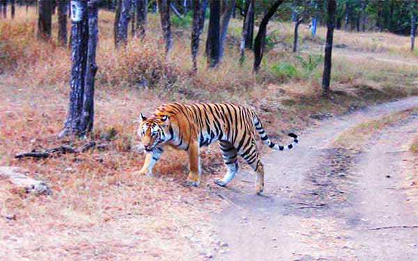 Buxa Tiger Reserve in Dooars | Buxa Fort | Best time to visit Buxa ...